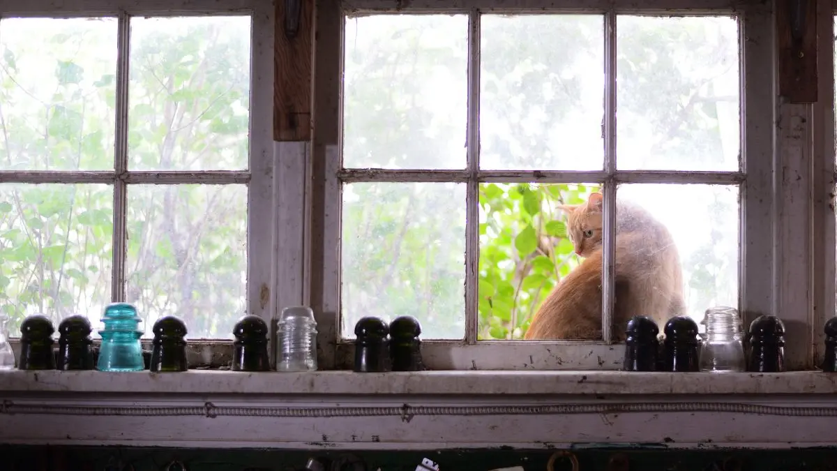 Invasão de Animais em Propriedade Alheia: Saiba seus Direitos